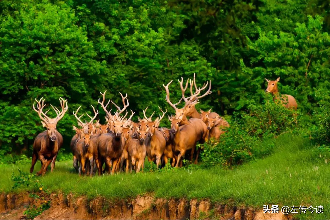 The image of elk in Chinese culture - iNEWS
