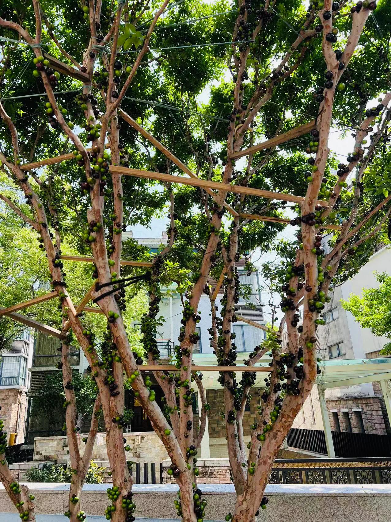 Rare exotic tree auspicious [garbo fruit - iNEWS