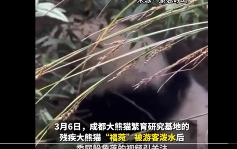 The base responded that the giant panda Fu Wan was splashed with water ...