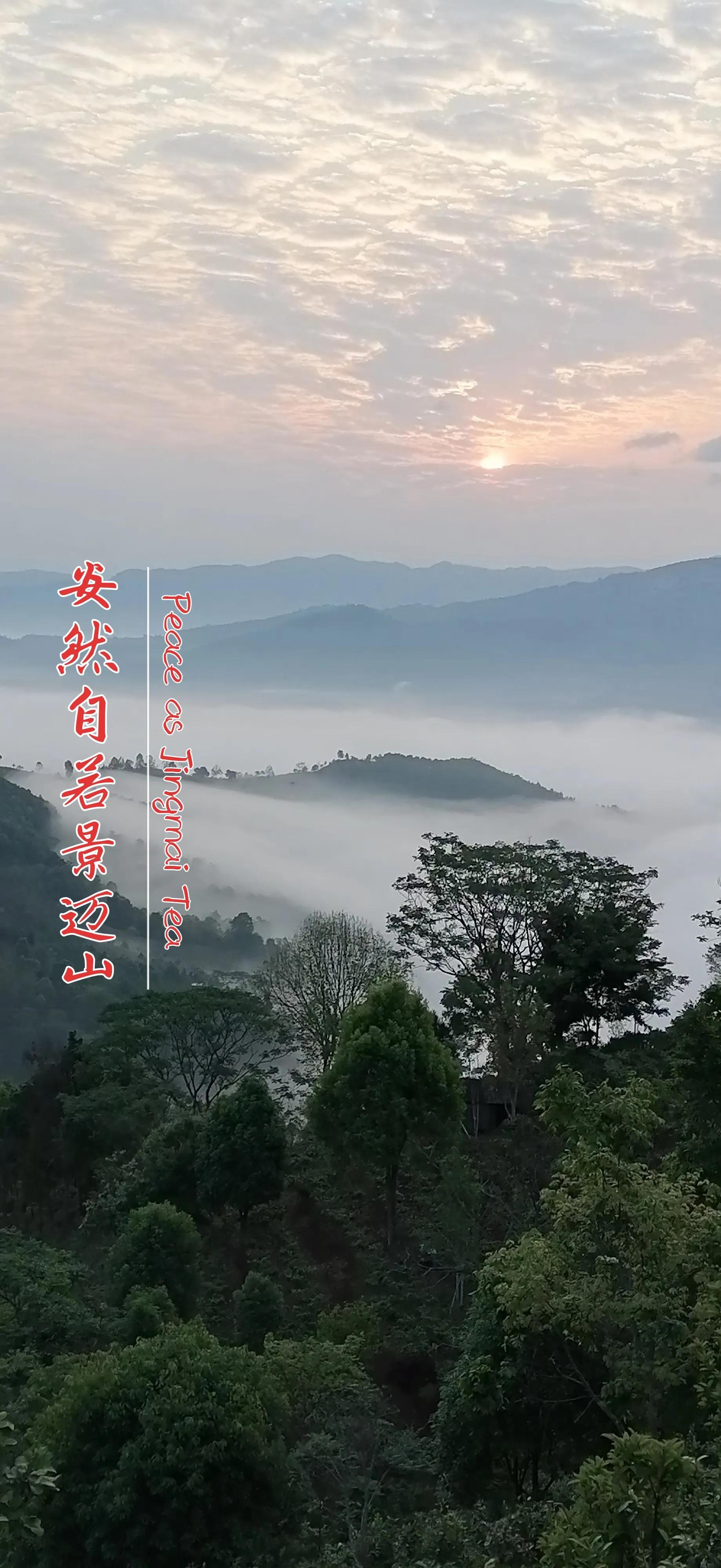 Tea Tasting: An Ran Ruo Su Jingmai Mountain - iNEWS