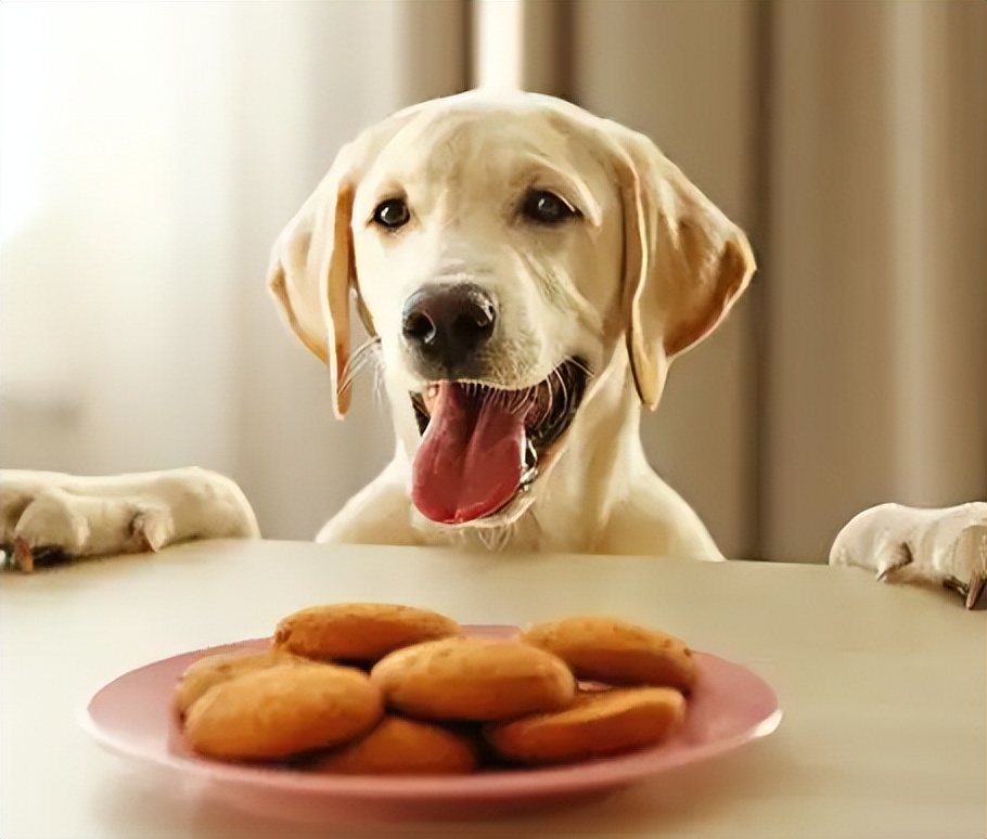 Several kinds of dogs with "large food intake" can eat two kilograms a ...