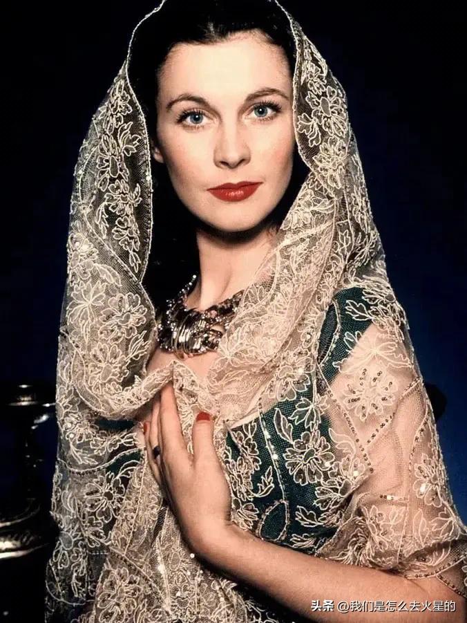 Admire the Beauty of English Rose - iMedia