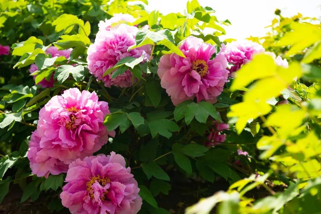 Six peony poems, telling the thousand-year-old peony romance - iNEWS