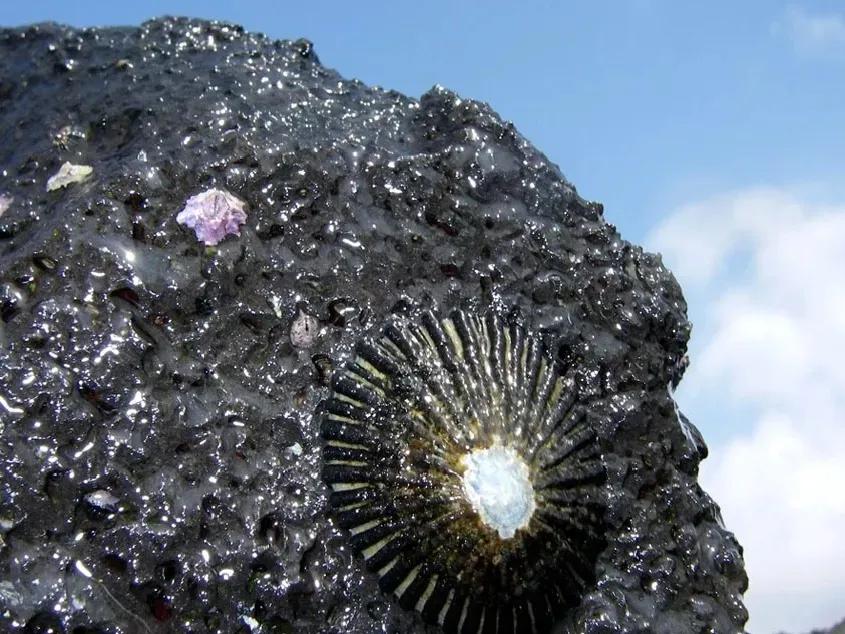 Limpets: tooth components can be used to make body armor - iNEWS