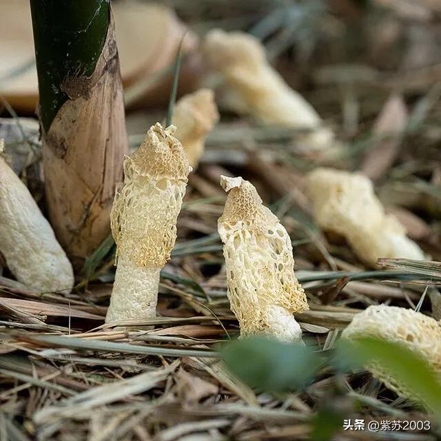 bamboo fungus - iNEWS