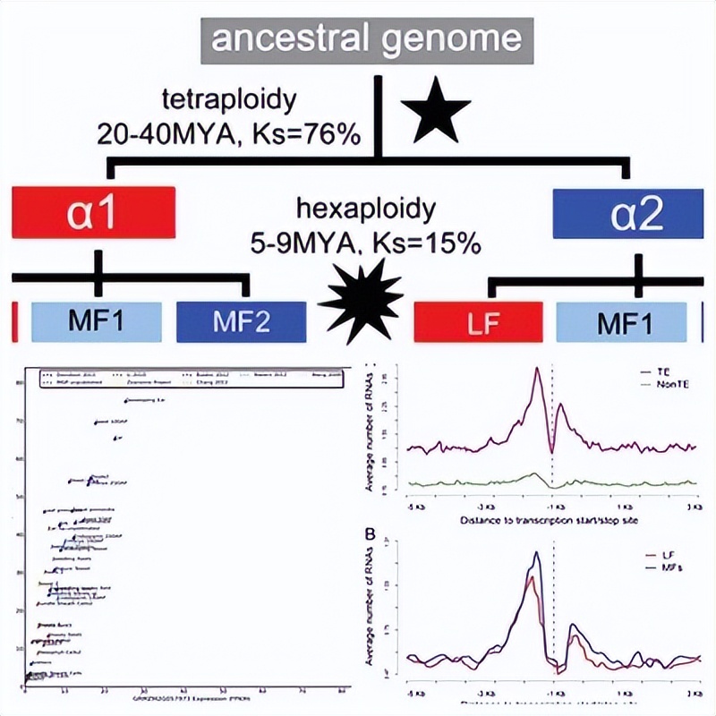 Does diet affect the evolution of key genes in the ethanol metabolism ...