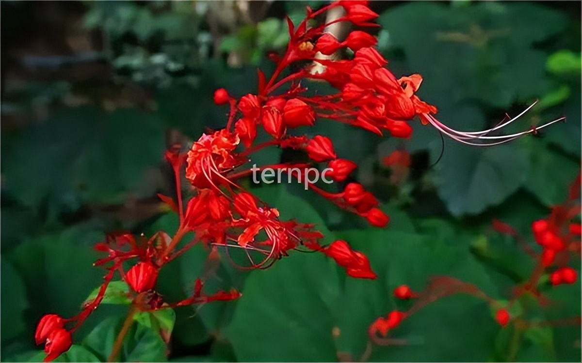 The red and beautiful phoenix tree - iNEWS