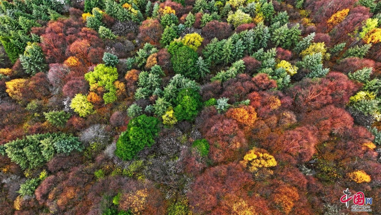 Malkang Jiarong Saima Mountain ushered in the colorful forest season ...