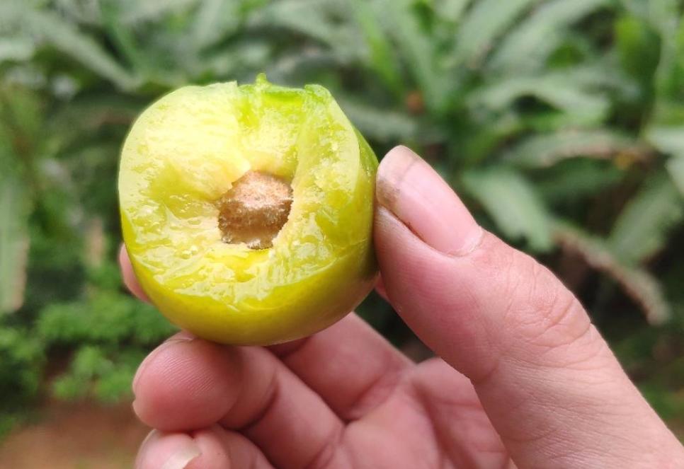 The old man said: "Bury the dead under the plum tree", how do you ...