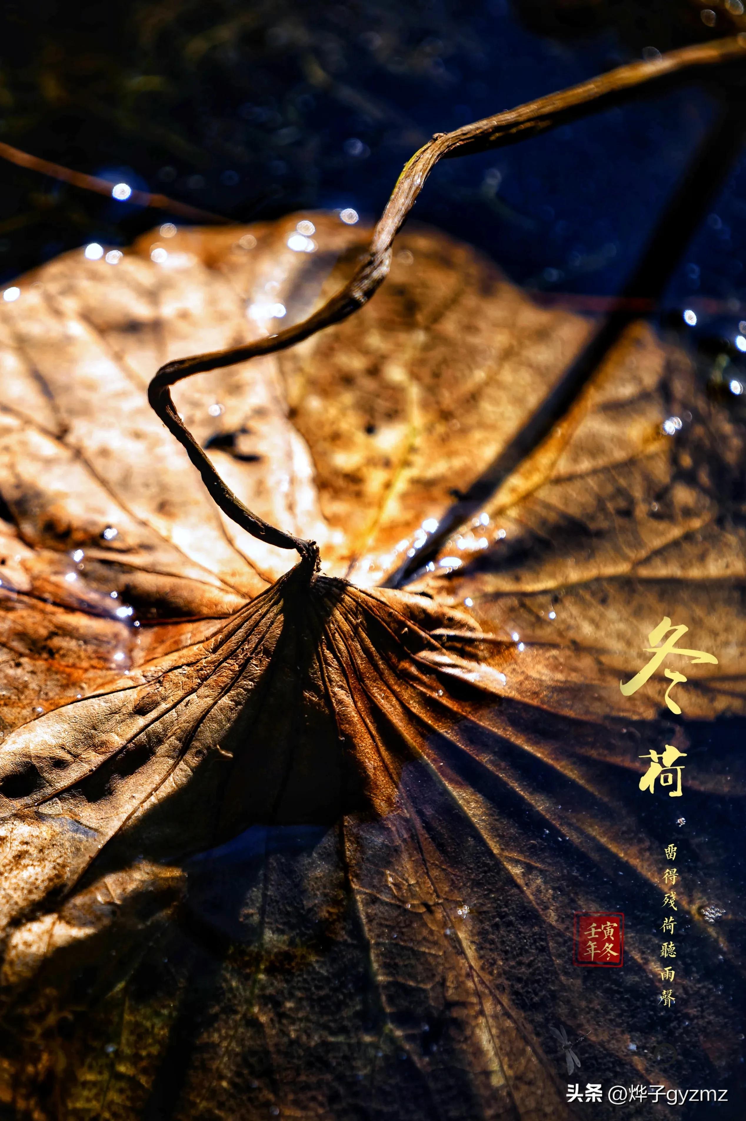 I shoot flowers like this (Lotus-residual lotus) - iNEWS