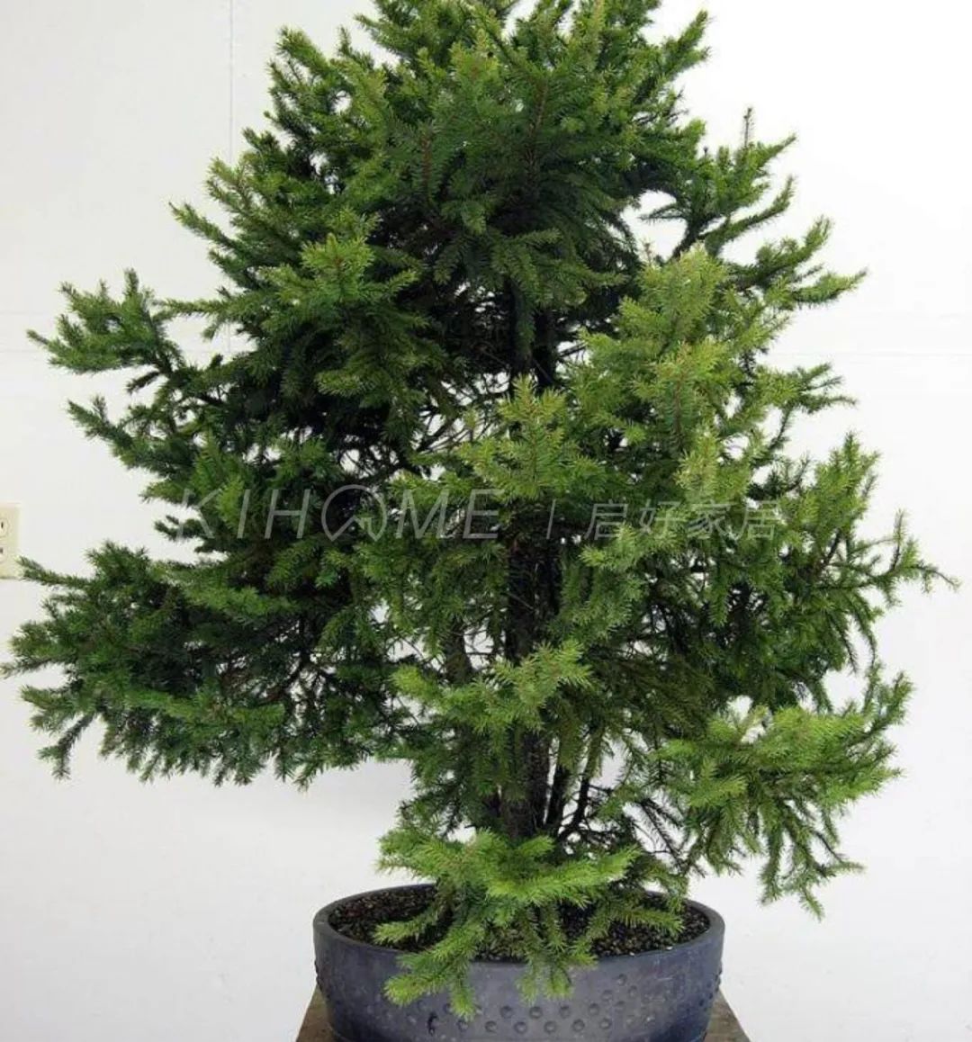 Spruce - the tree of longevity - iMedia