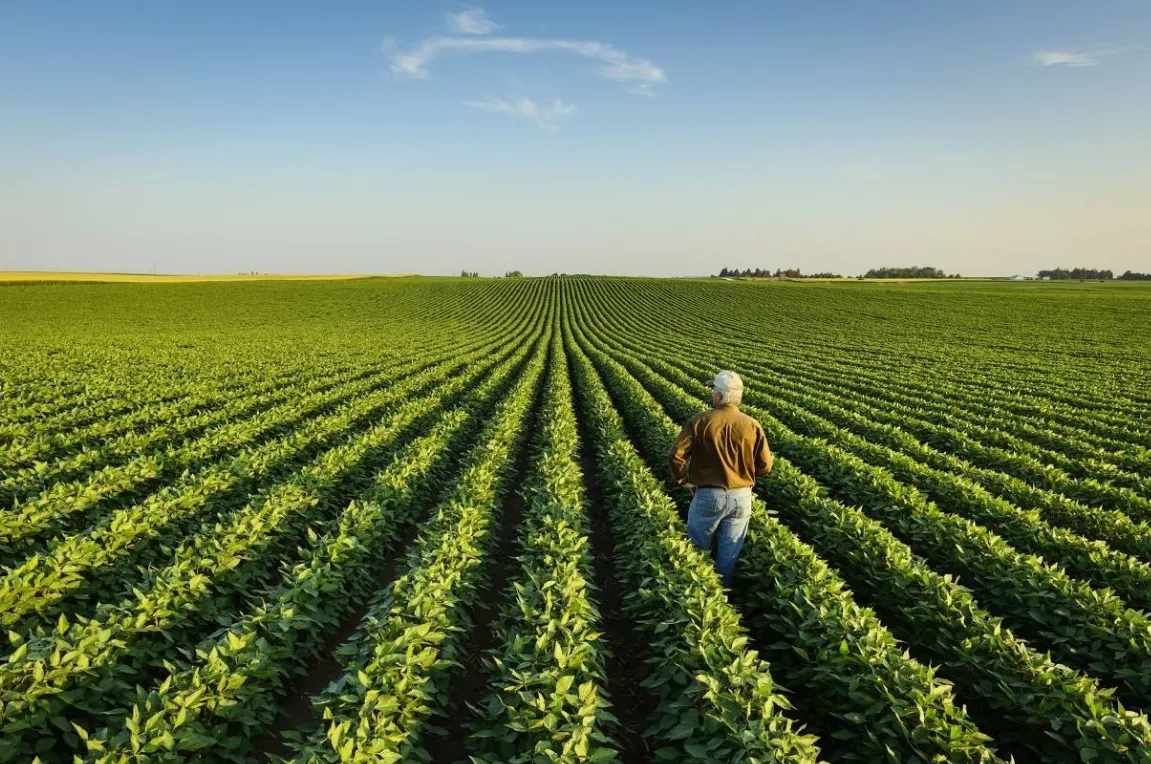 Sihong found 600 square meters of wild soybeans - iNEWS