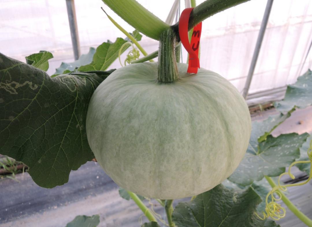 Jiang Xun: Only by returning to one's duty can one always achieve - iNEWS