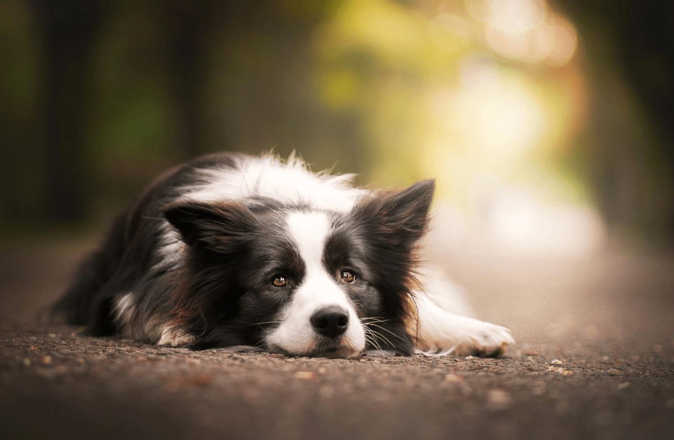 6 kinds of dogs with "docile personality", suitable for novice breeding ...