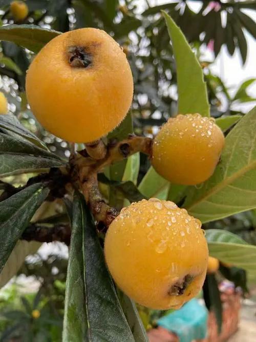 There are loquat trees in the courtyard, all hanging on the branches ...