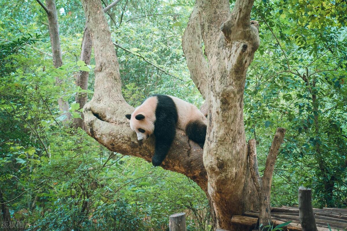 The muscles and bones of giant pandas are soft to the extreme (Wu Qin ...