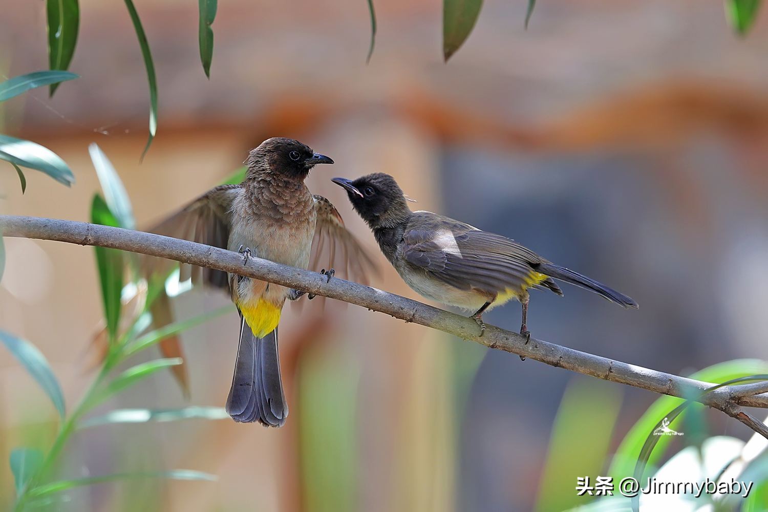 The Legend of the World's National Bird: Liberia's Black-eyed Bulbul ...