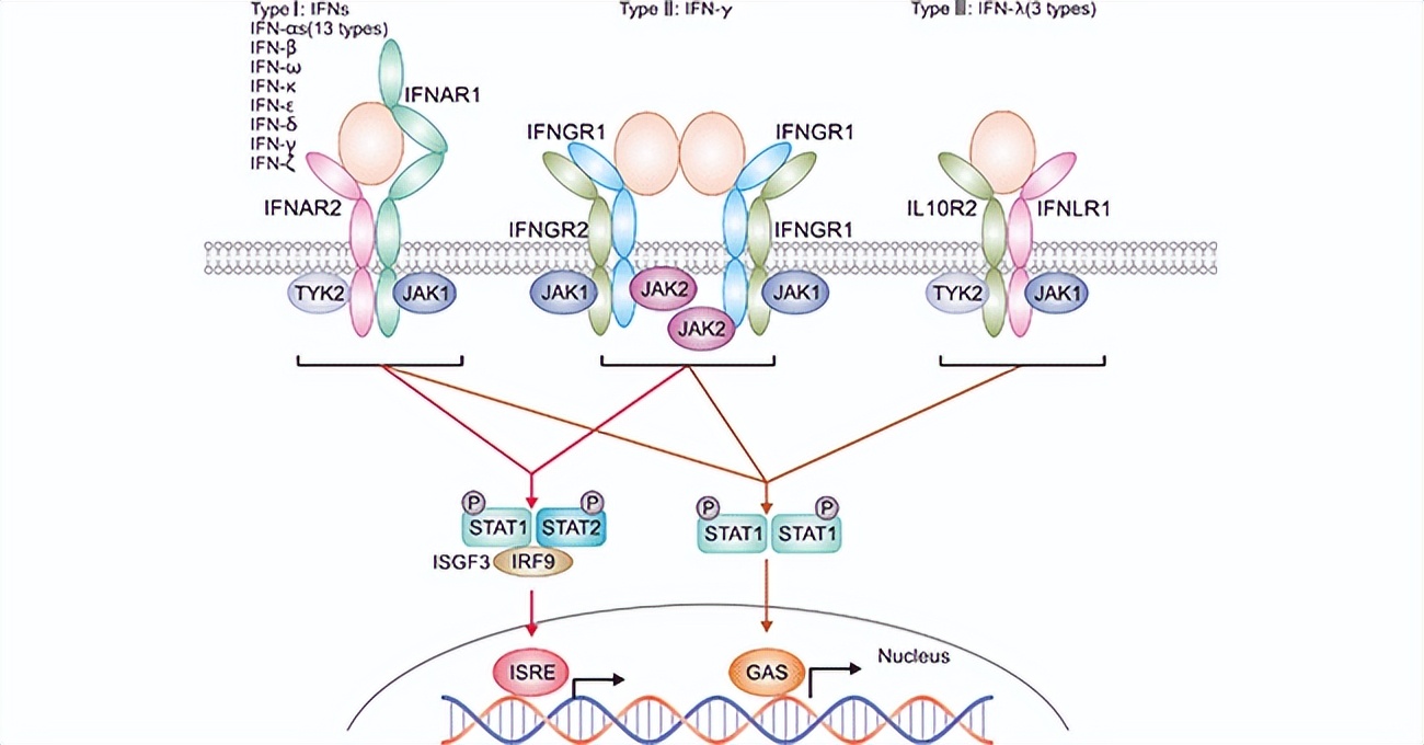 Interferon receptor - iNEWS