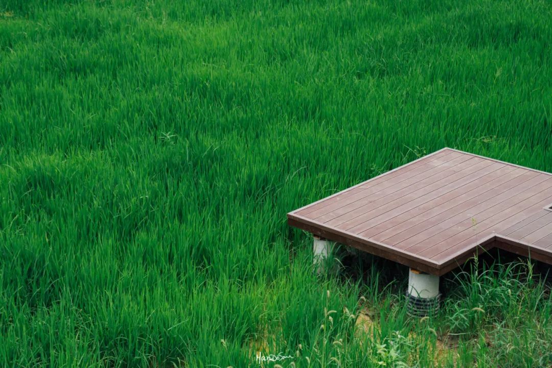 Lying in the rice fields of Yunmeng - iNEWS