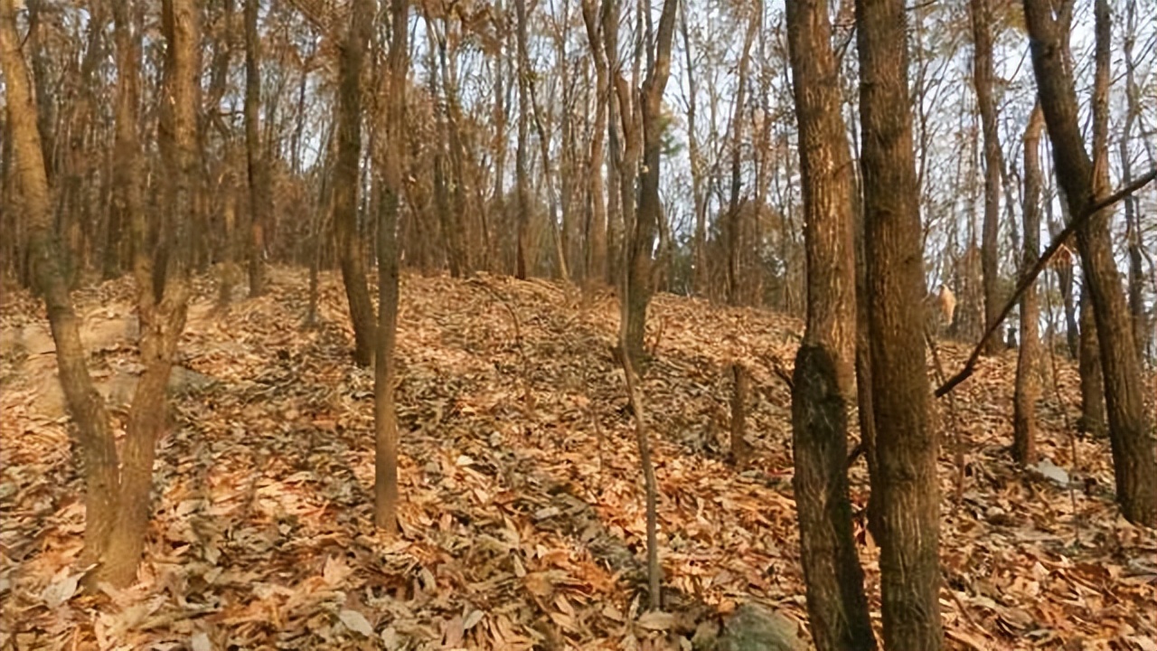 The Legend of the Brother Tree: The Legend of the Chestnut and Oak ...