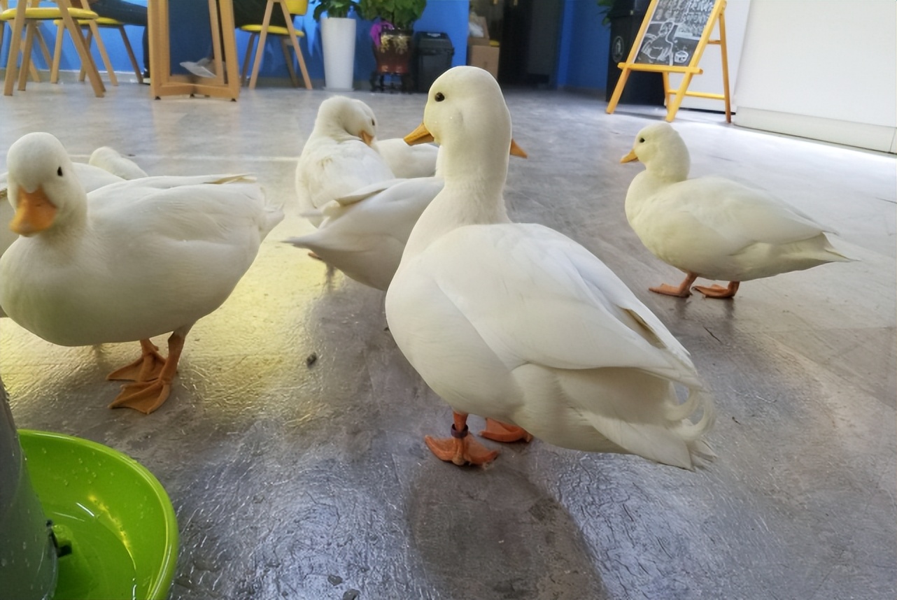 Why is Keer Duck so expensive, just because it looks cute? - iNEWS