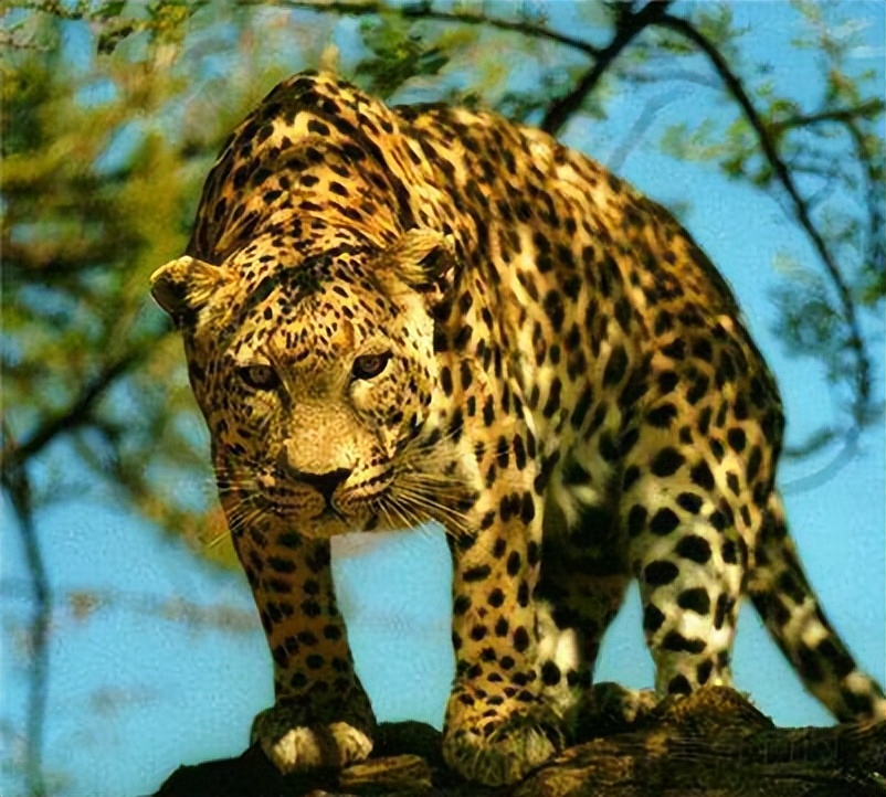 Zanzibar leopard becomes a rare species living only on the main island of the Bar Archipelago ...