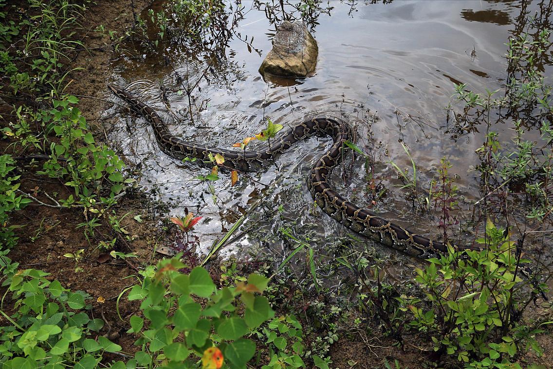 Snake Island in China, 1.2 square kilometers crowded with tens of ...