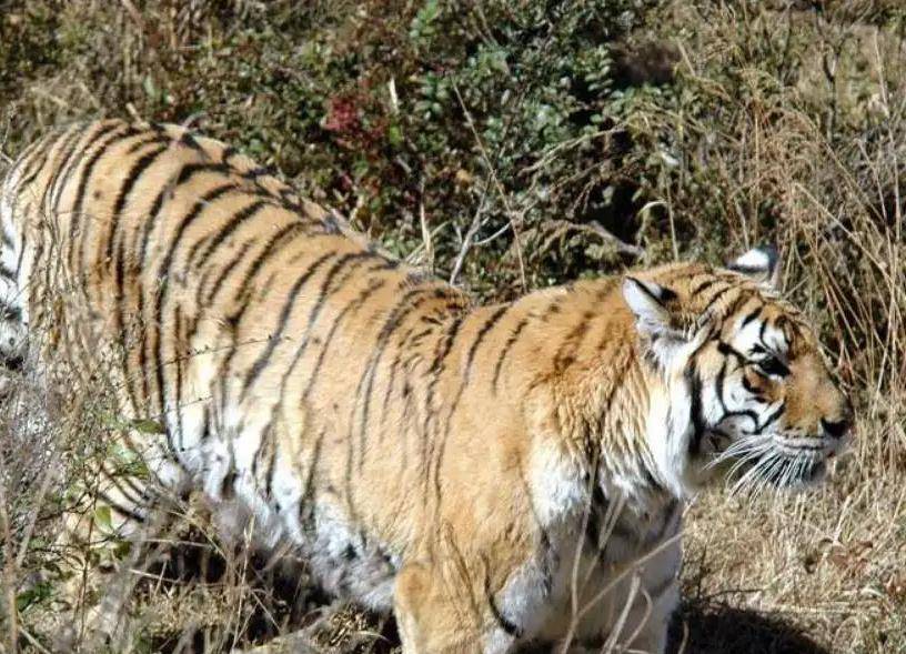 The human-tiger war in the 1950s: In 10 years, 2,000 people were killed ...