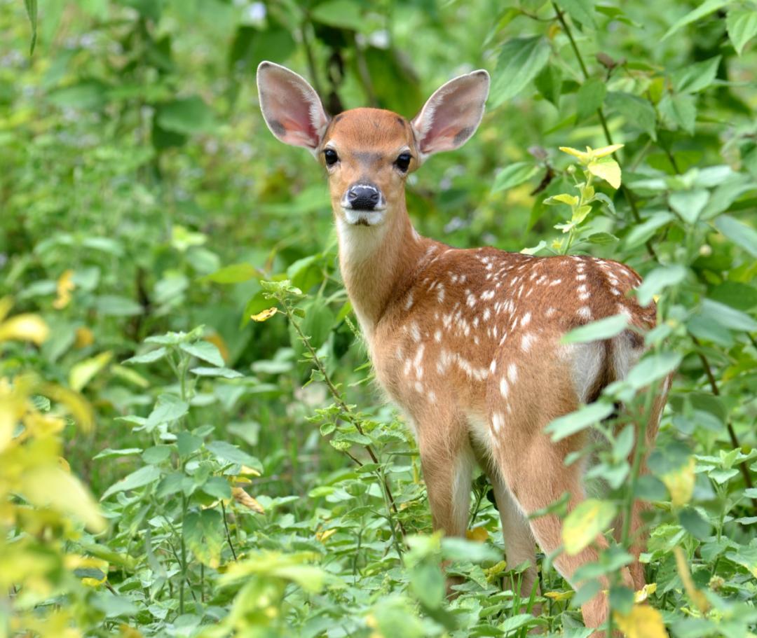 Uncovering the "Mystery of Deer" - How does the sika deer achieve self ...