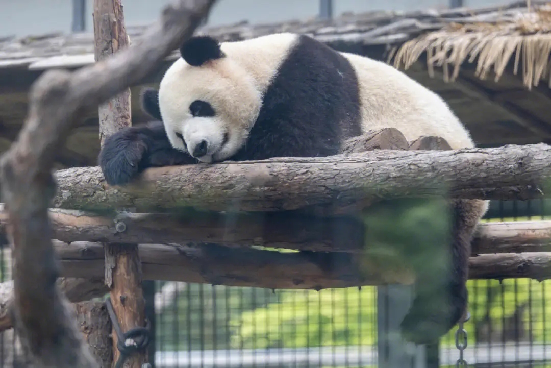 Panda Yaya is no longer just a panda, it has become a reference to show ...