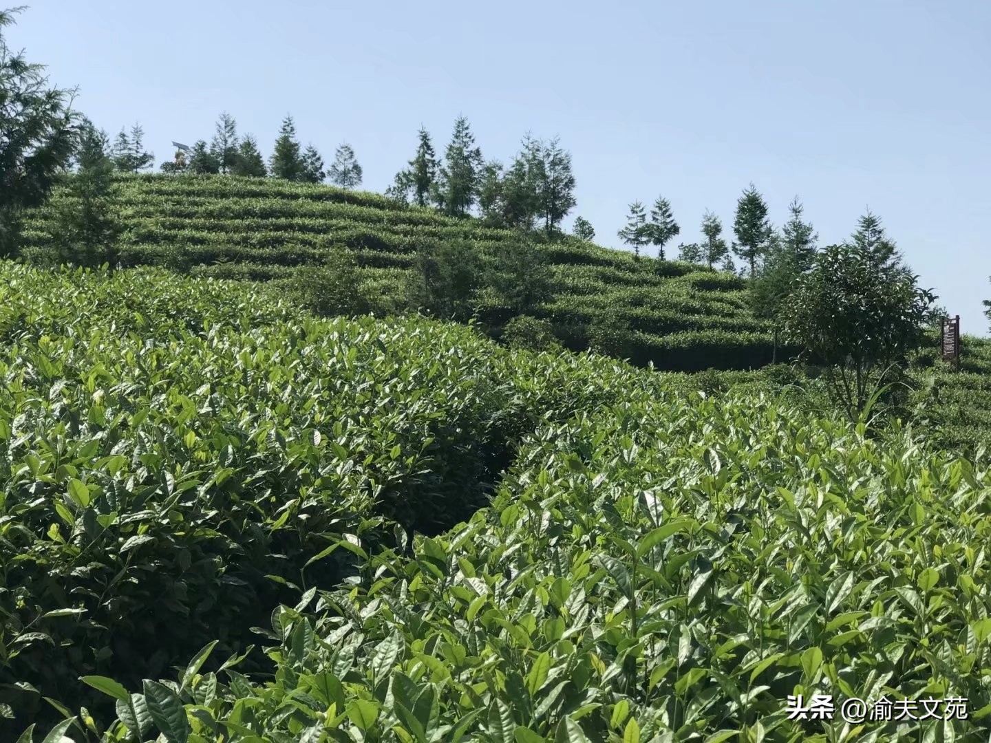 "Zi Siwen Cong" tea story and tea brand - iNEWS
