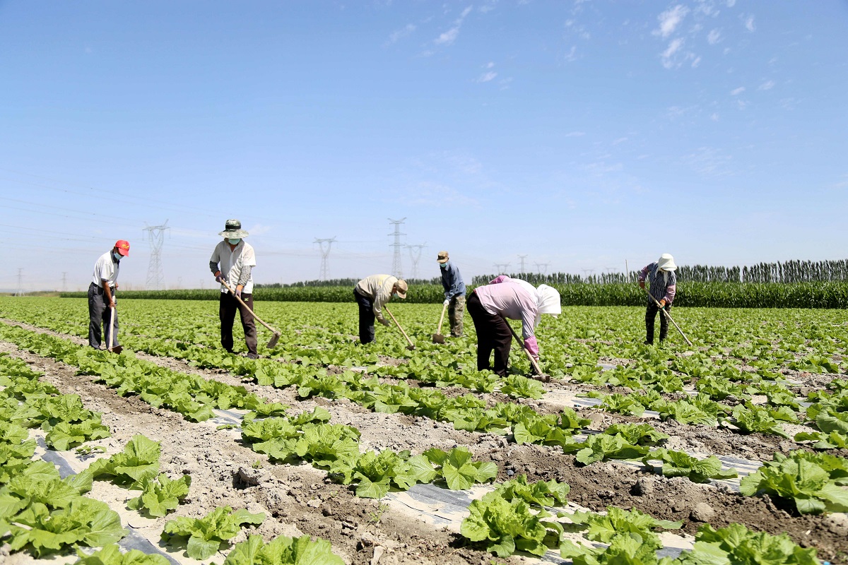 Busy Farming in Autumn - iNEWS