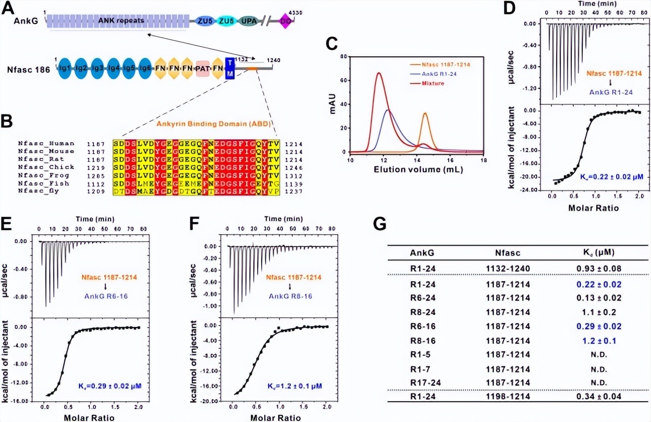 Crystal structure of ankyrin-G with neurocellulose fragments ...