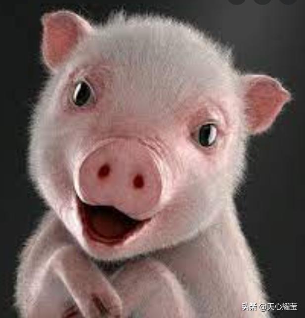 Fantastic Beasts!Pigs raised at home in summer do not need to sweat to ...