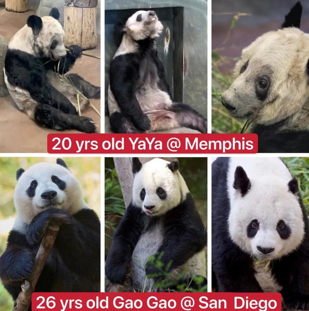 No abuse! The giant panda Yaya has been taken care of by someone in the ...