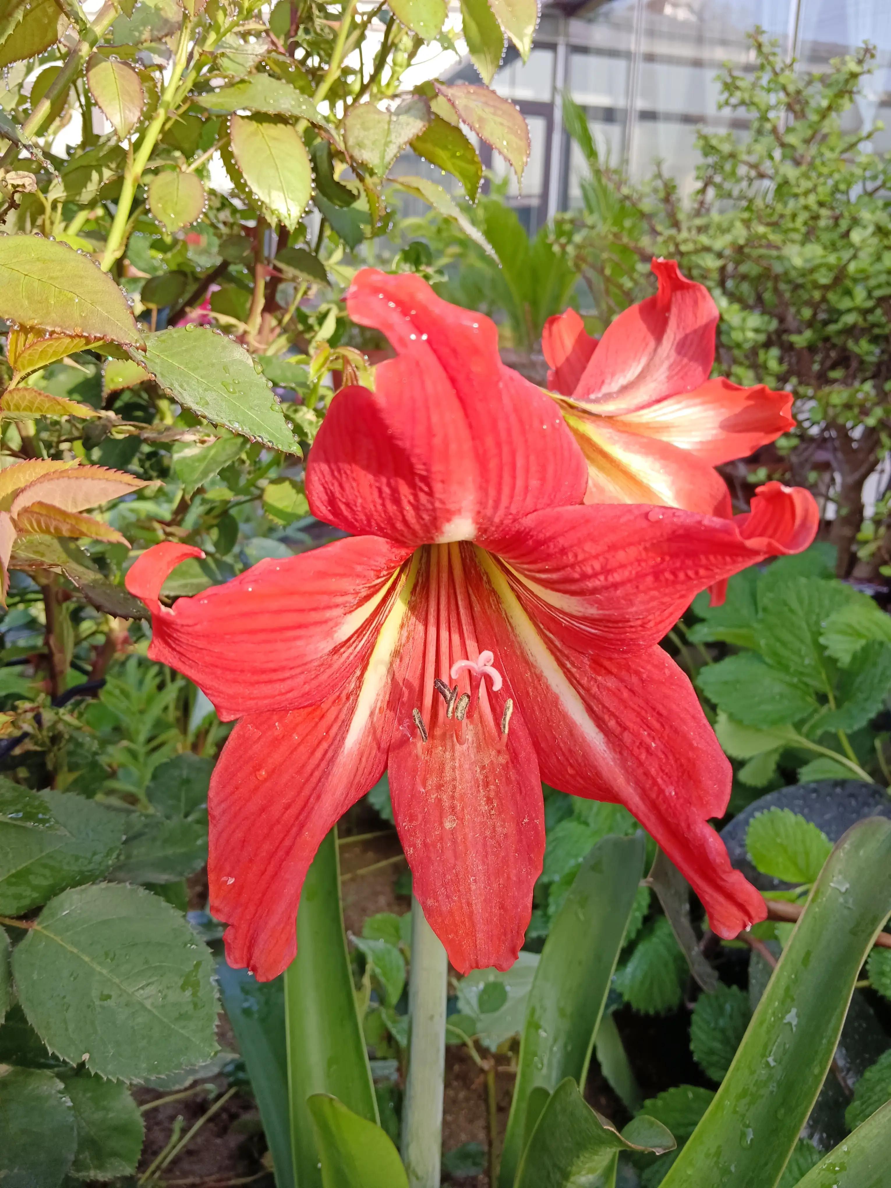 The word "cloud" flying flower order - iNEWS