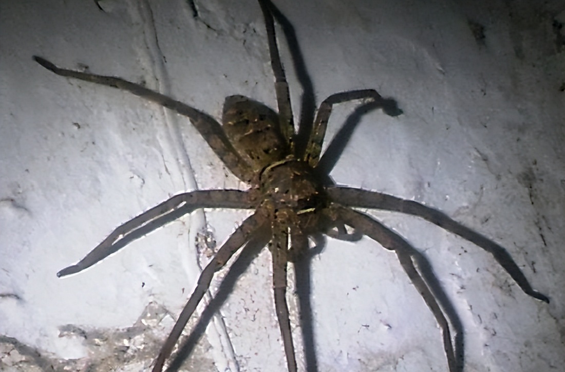 How many people don't know that spiders have hooks on their legs? - iMedia