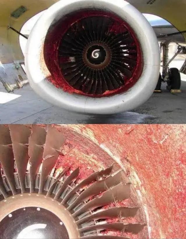 Airplane cannibalism incident! How terrible is the suction of an ...