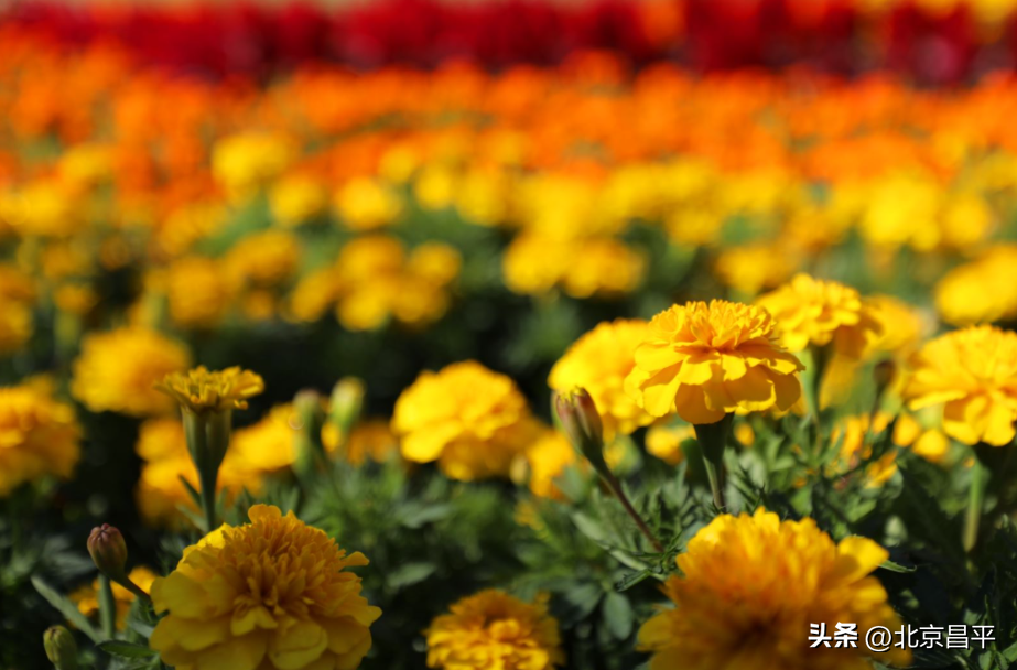 Welcome National Day!7 theme landscape flower beds in Changping ...