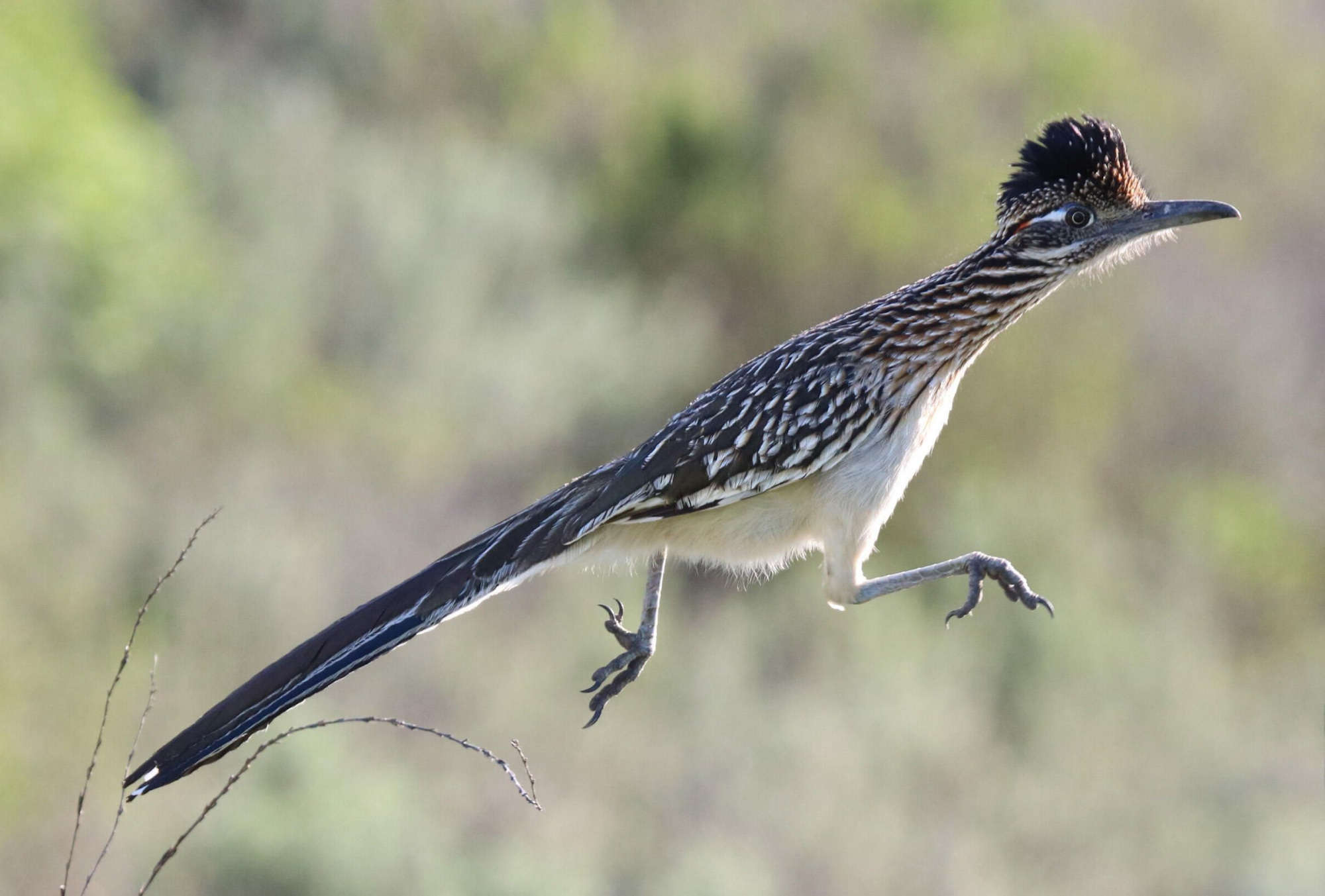 The Roadrunner, which weighs only 1 catties, looks for poisonous snakes in the grass to eat ...