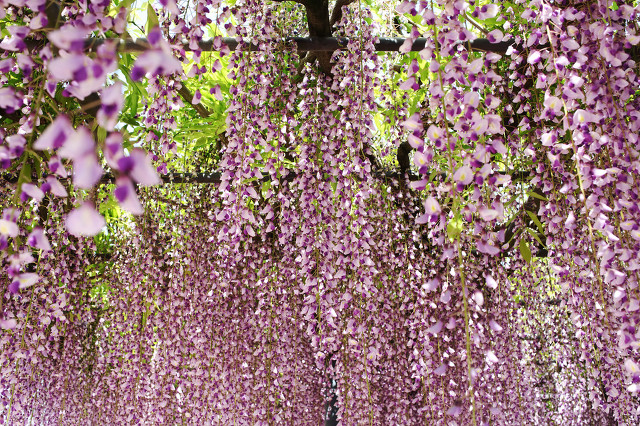Meet wisteria in May, the tree is full of flowers, swaying, worthy of ...