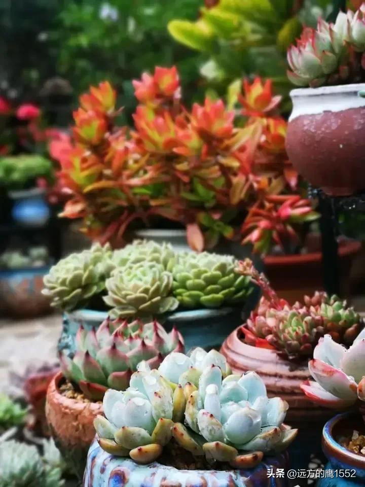 From My Love Flower Group Succulent Eighteen - iNEWS