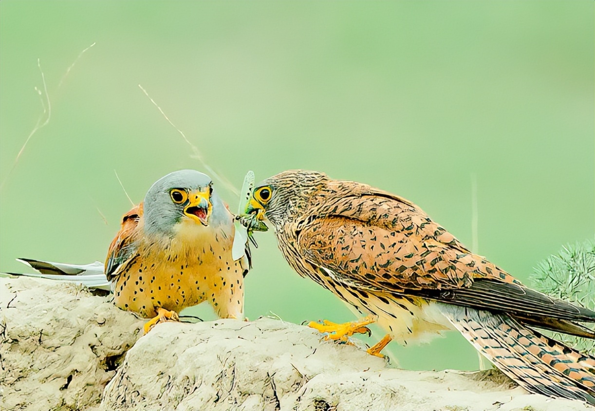 Yellow-clawed Falcon: Sky Strike, Precious Falcon - iMedia