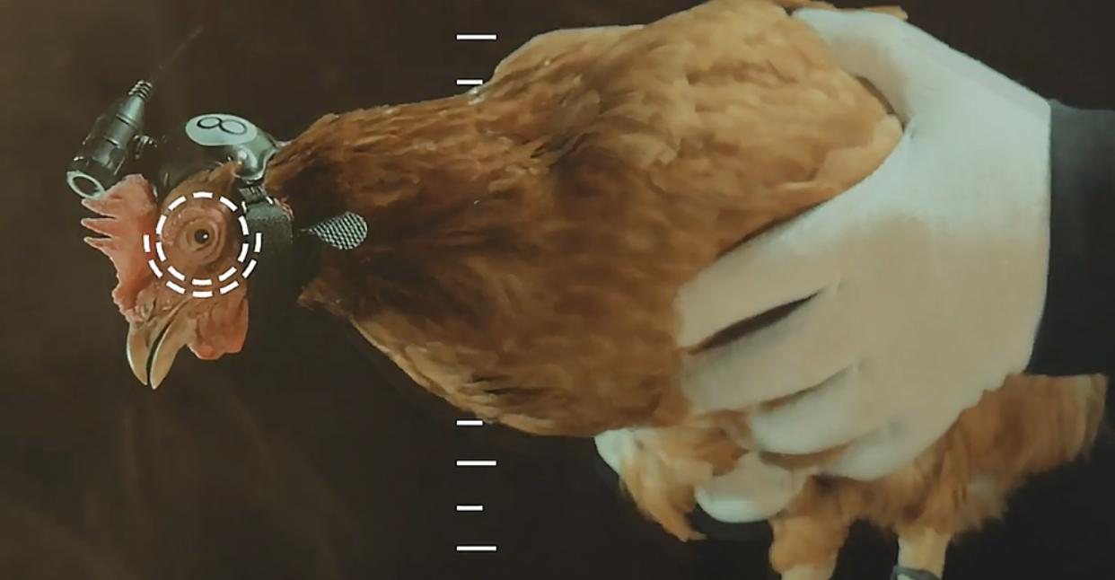 The mystery of bionics, why is the chicken head anti-shake?After ...