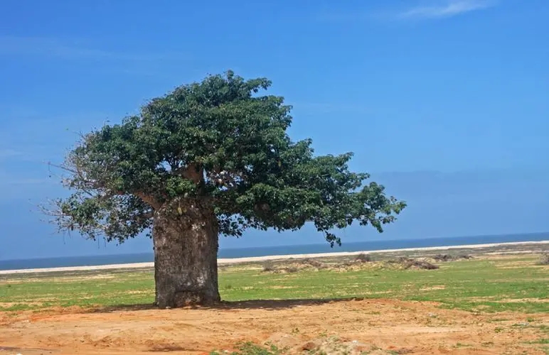 Angola in 1648 in Brief: The Socio-Cultural Impact of the Slave Trade ...