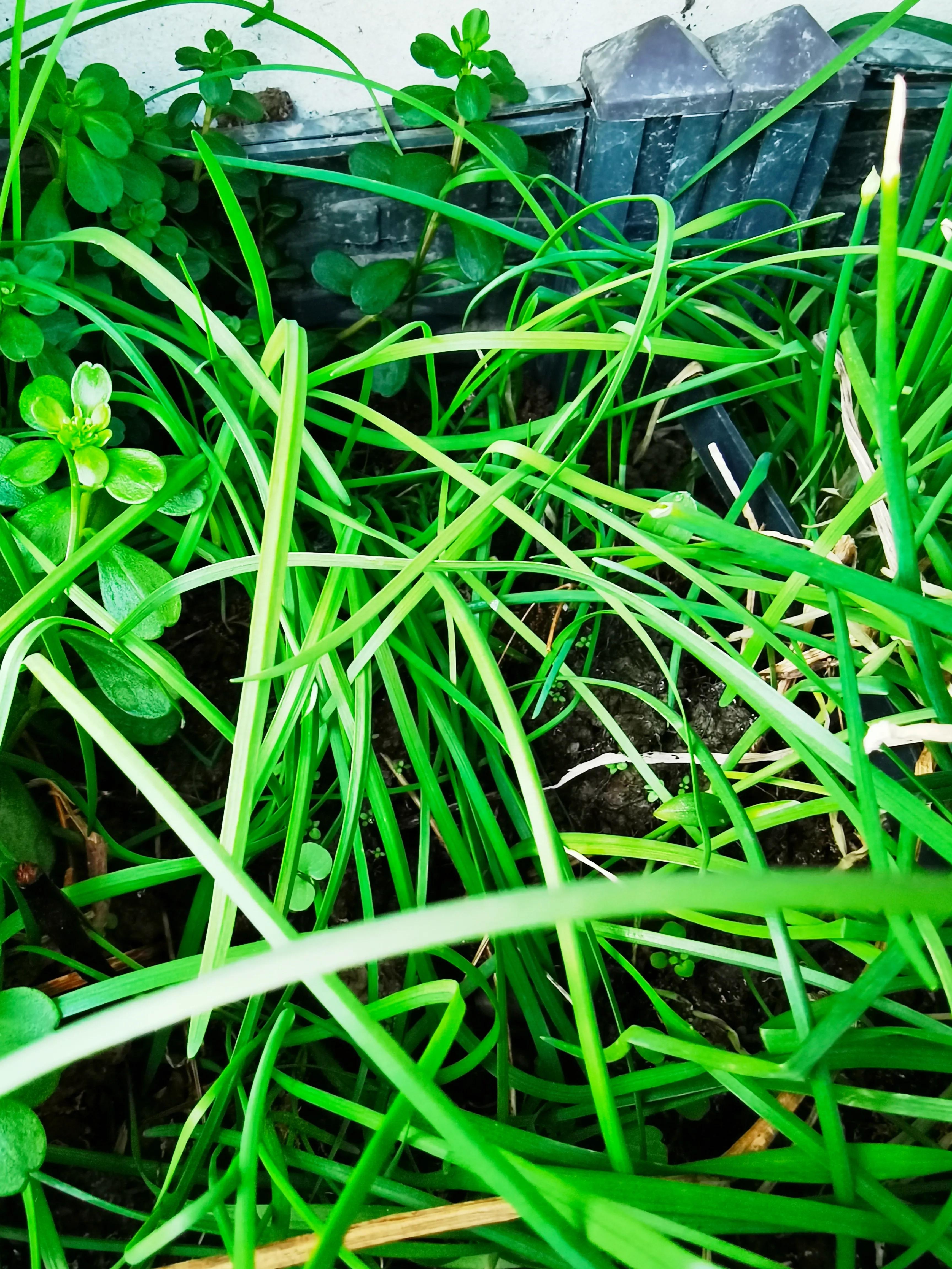 Plant flowers and plants, and plant some seasoning plants. In ...