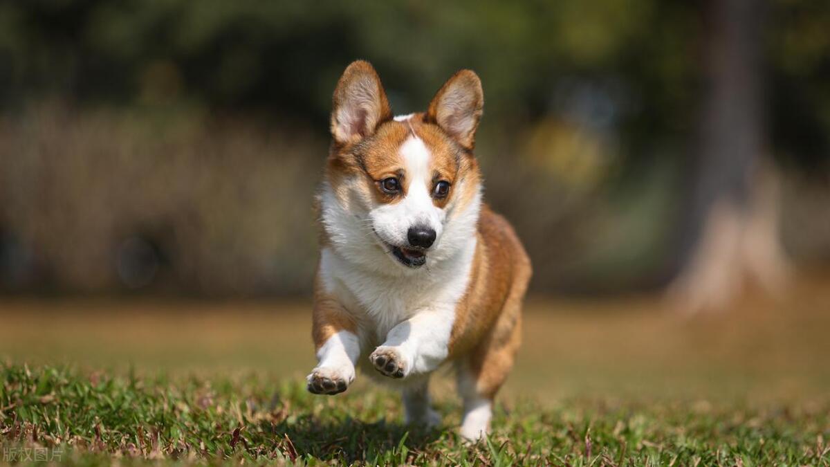 Why Do Corgis Cut Their Tails Off? - iNEWS