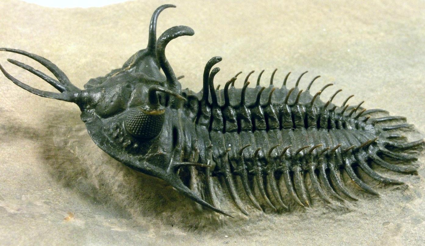 How sad were early humans? How to gain a foothold in the face of other ...