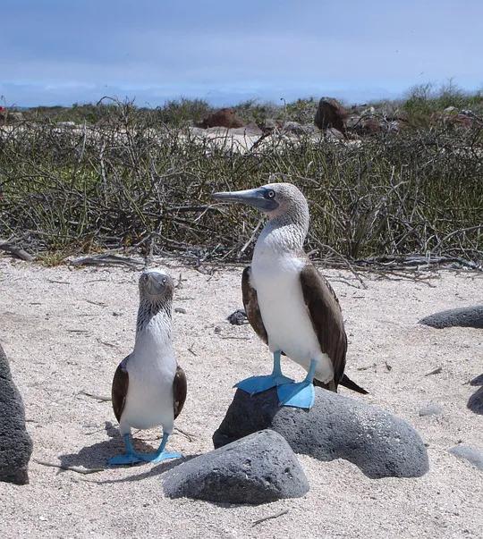 Blue-footed booby like a kiwi in a bark team walks like a lame duck in ...