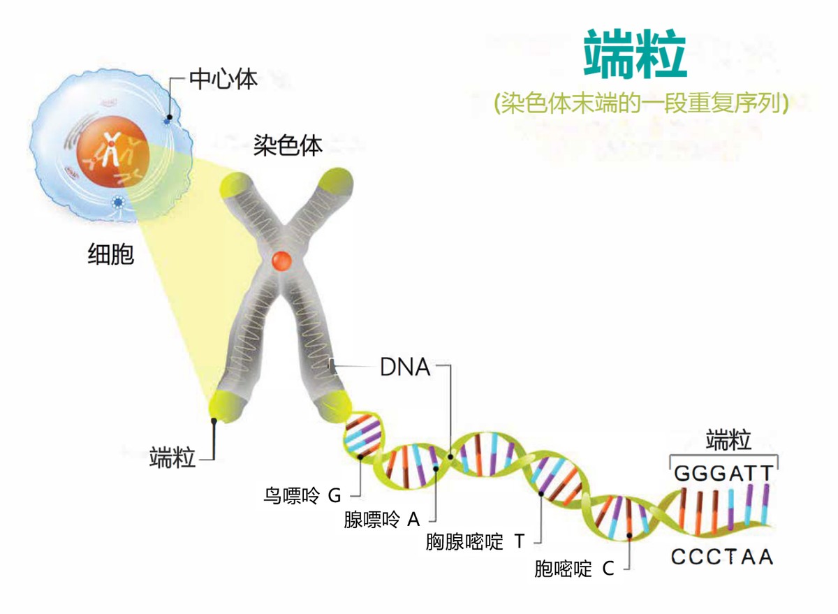 The mystery of longevity is hidden in the genes. What did the 122-year ...
